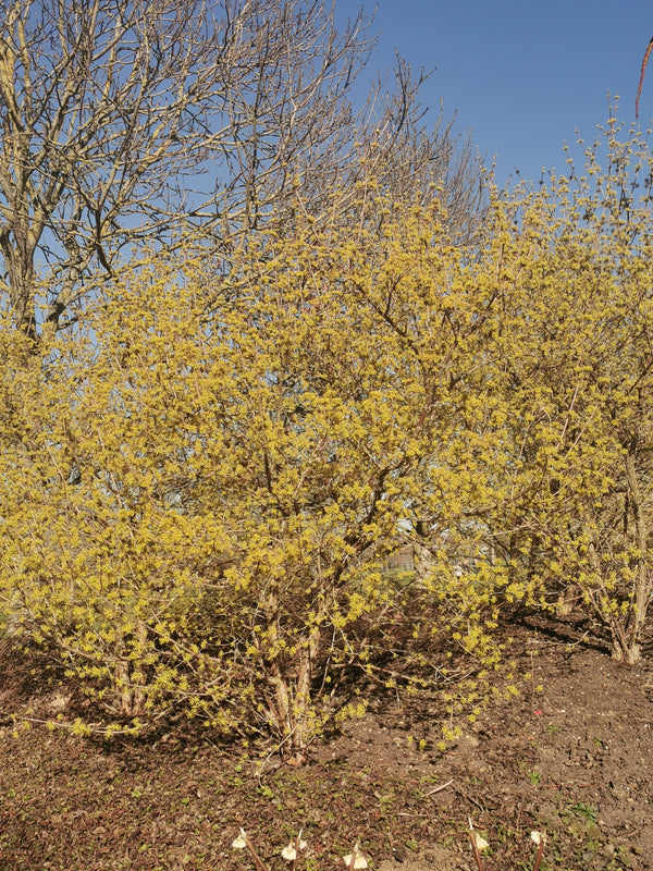 Cornus officinalis - Japanese Cornelian Cherry - Jurassicplants Nurseries