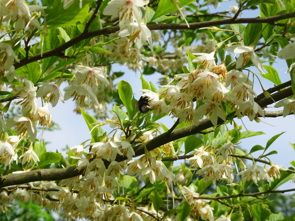 Styrax officinalis - Storax Tree - Jurassicplants Nurseries