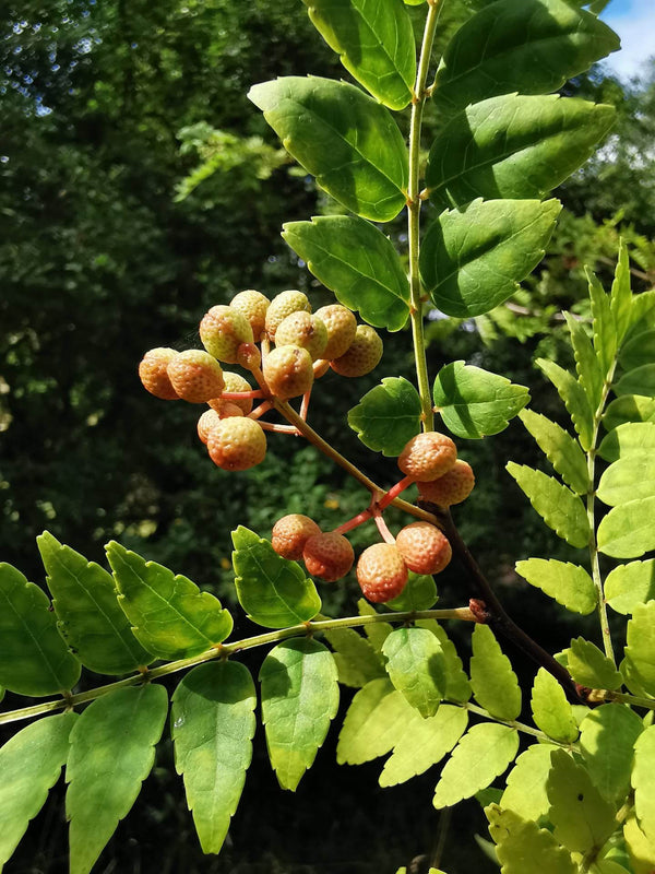 Zanthoxylum piperitum - Japanese Pepper Tree, Sansho - Jurassicplants ...