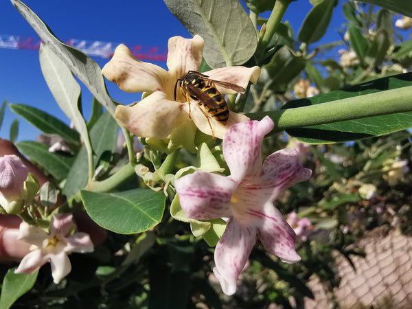 Plants Page 2 - Jurassicplants Nurseries