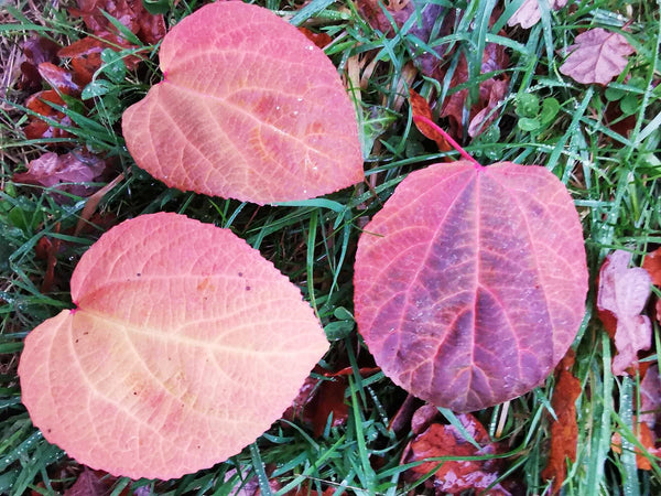 Poliothyrsis sinensis - Chinese Pearl-bloom Tree - Jurassicplants Nurseries
