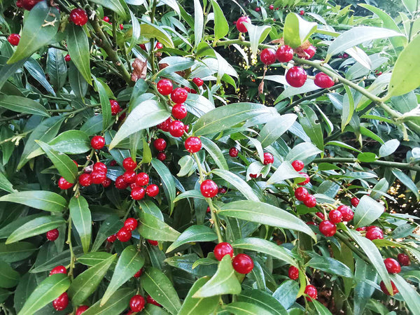 Sarcococca ruscifolia var. chinensis - Chinese Fragrant Sweet Box (red ...