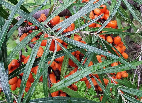 New Arrivals - Jurassicplants Nurseries