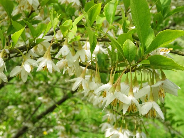 Styrax officinalis - Storax Tree - Jurassicplants Nurseries