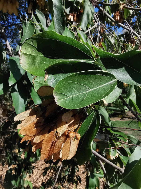 Acer oblongum - Kashmir Maple - Jurassicplants Nurseries