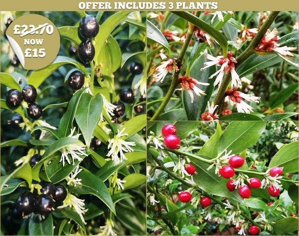 Plants - Jurassicplants Nurseries