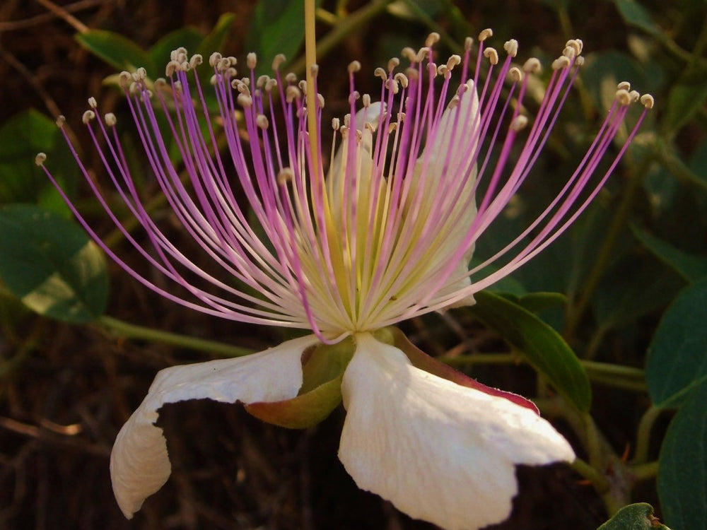 Capparis spinosa - Edible Caper bush, edible, spice, flower, fruit ...