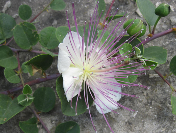 Capparis spinosa - Edible Caper bush, edible, spice, flower, fruit ...