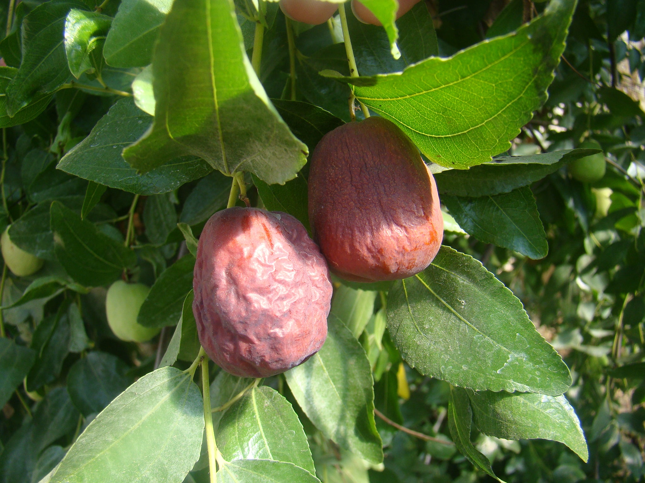 Jujube Fruit Plant Exclusive Live Sweet Jujube Fruit Ber Plant
