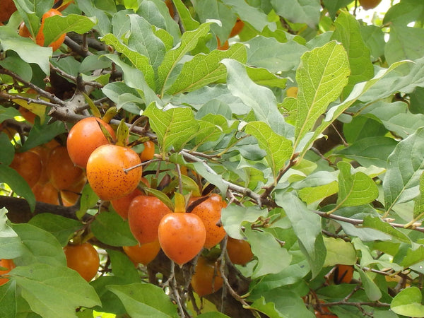 Diospyros rhombifolia - Princess Persimmon or Diamond-leaved Persimmon ...