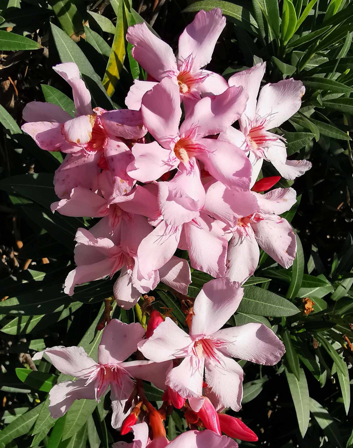 Nerium oleander "Nana" - Dwarf Oleander (seedling) - Jurassicplants ...