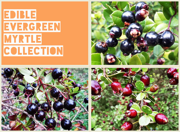 Edible Evergreen Myrtle Collection - Jurassicplants Nurseries