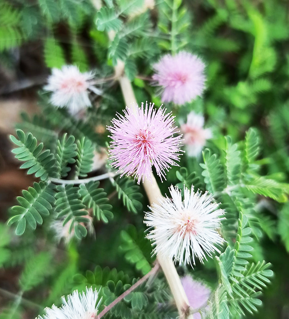 Mimosa aculeaticarpa - Cat's Claw Mimosa - Jurassicplants Nurseries