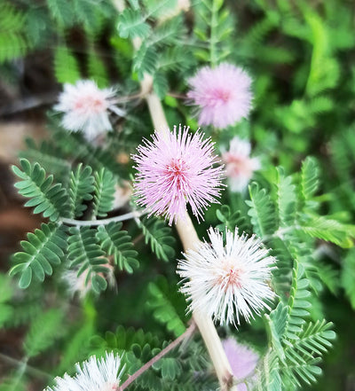 Mimosa aculeaticarpa - Cat's Claw Mimosa - Jurassicplants Nurseries