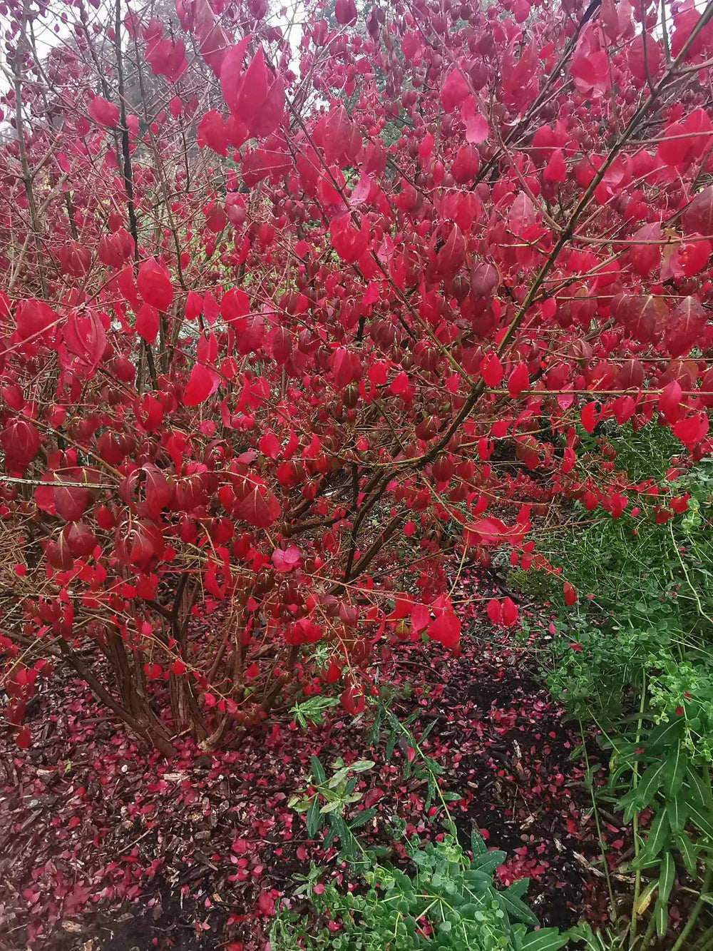 Euonymus alatus - Winged (dwarf) Spindle - Jurassicplants Nurseries