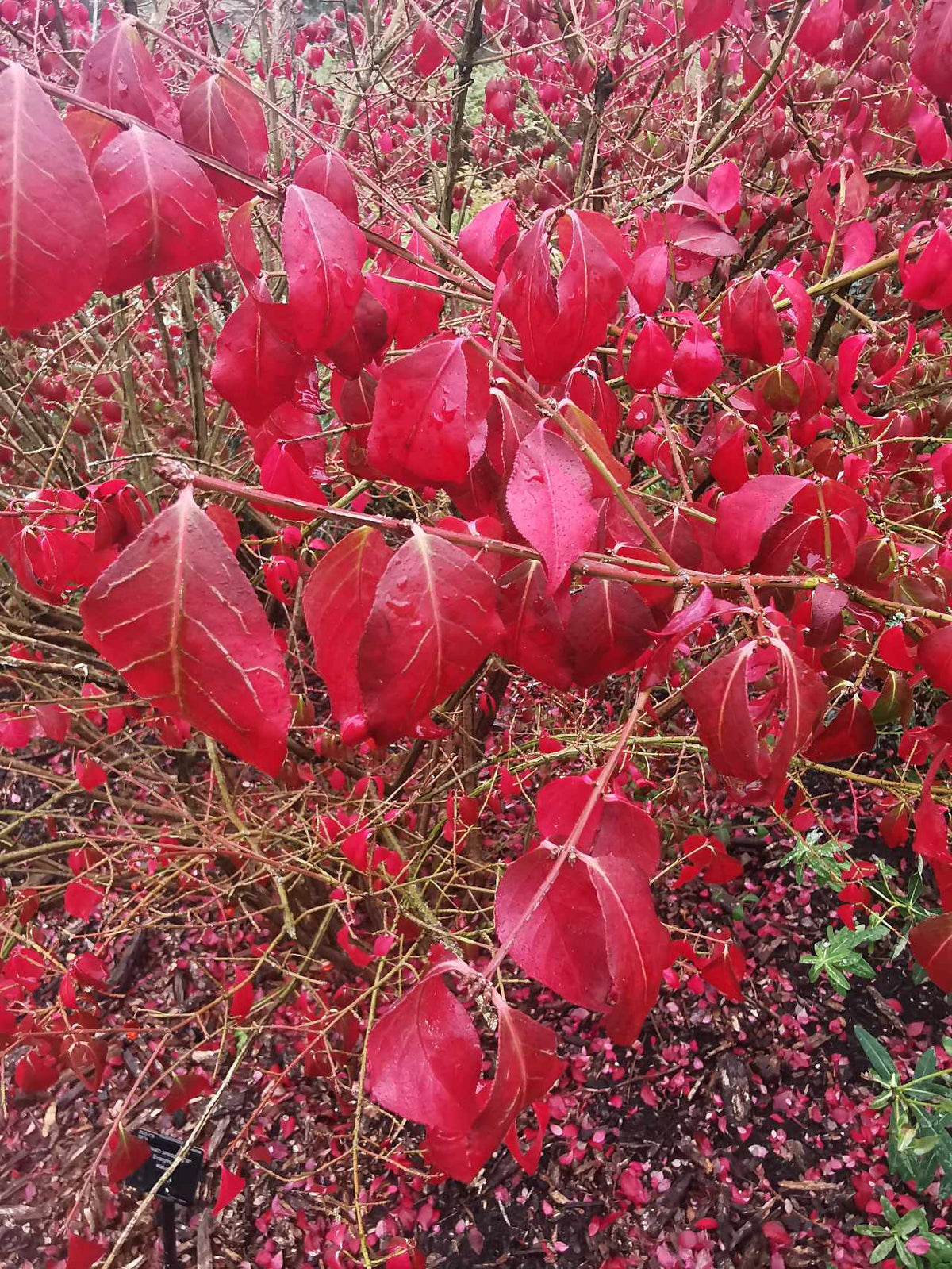 Euonymus alatus - Winged (dwarf) Spindle - Jurassicplants Nurseries