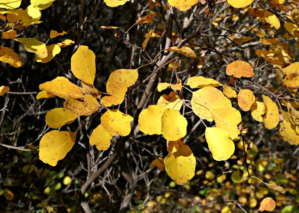 Cotinus coggygria - Smoke Bush - Jurassicplants Nurseries