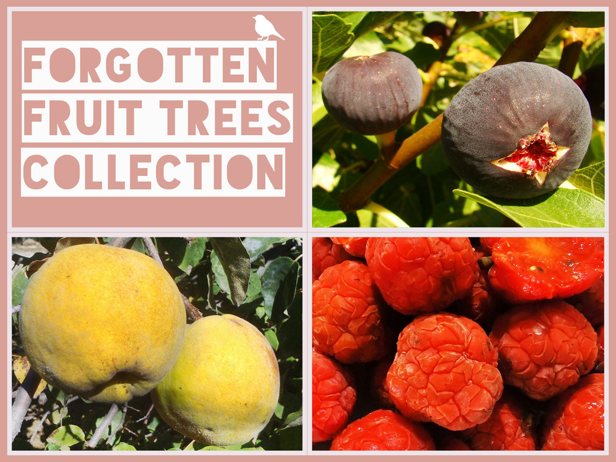 Forgotten Fruit Trees - Jurassicplants Nurseries