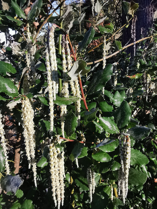 Garrya elliptica - Silk Tassel Bush - Jurassicplants Nurseries