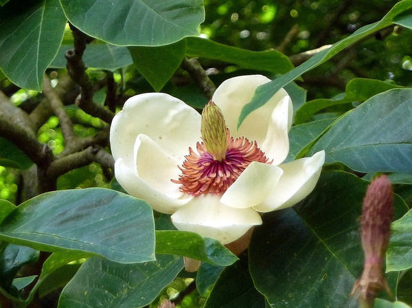 Magnolia obovata - Japanese big-leaf magnolia - Jurassicplants Nurseries