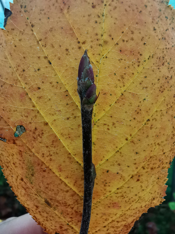 Sorbus devoniensis - Devon Sorb Apple - Jurassicplants Nurseries