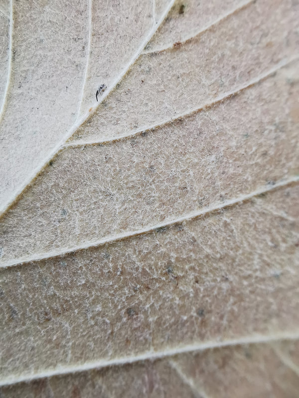 Sorbus devoniensis - Devon Sorb Apple - Jurassicplants Nurseries