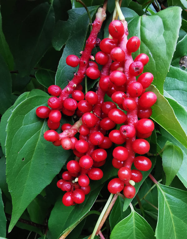 Schisandra chinensis - Five-flavour Berry, Magnolia Vine ...