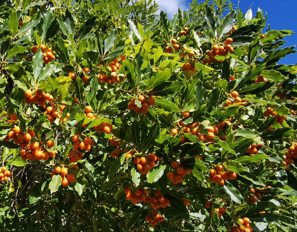 Pittosporum undulatum - Australian Laurel - Jurassicplants Nurseries