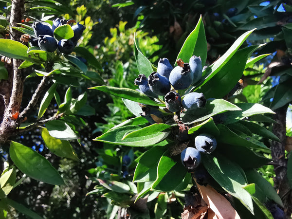 Myrtus communis 'Baetica' - Twisted Myrtle, Desert Myrtle ...