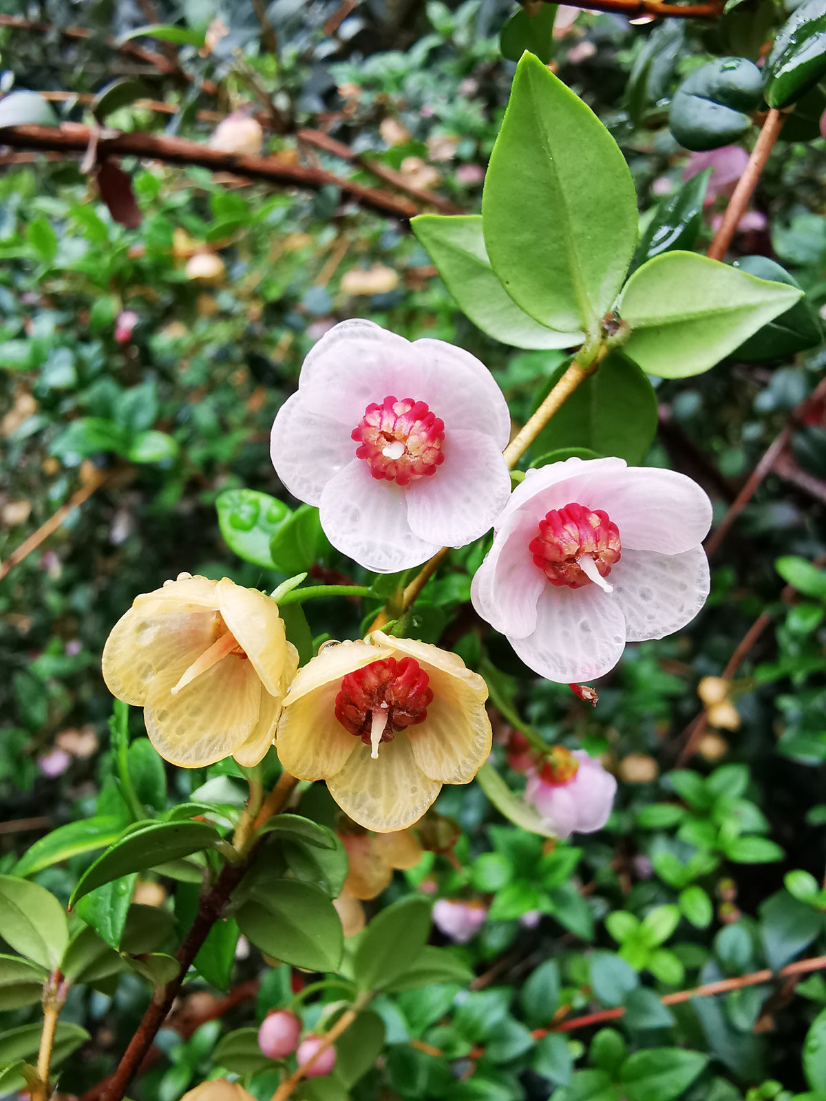 Ugni molinae - Chilean Guava - Jurassicplants Nurseries