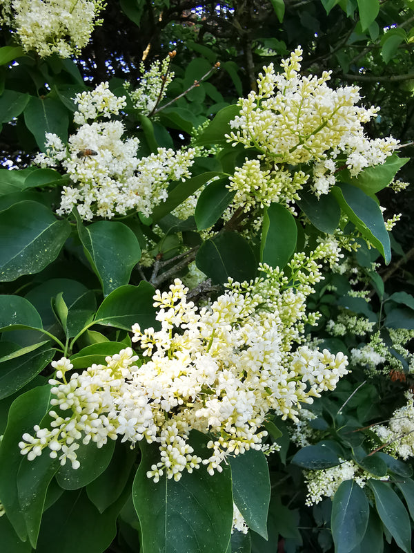 Syringa reticulata - Korean Lilac - Jurassicplants Nurseries