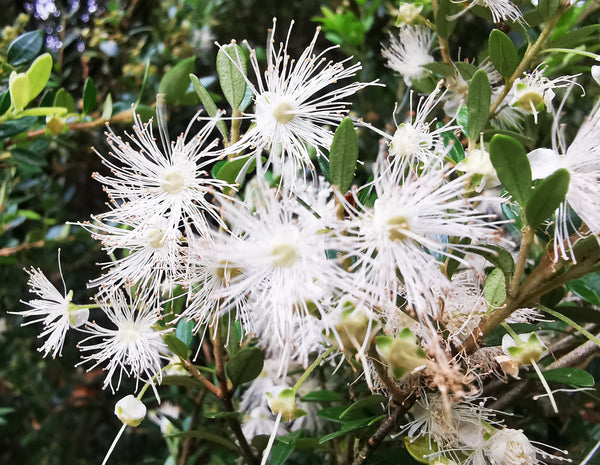 Flowering Evergreen Myrtle Collection - Jurassicplants Nurseries