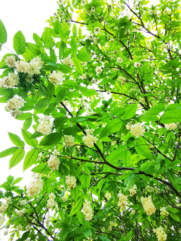 Staphylea pinnata - Common Bladdernut - Jurassicplants Nurseries
