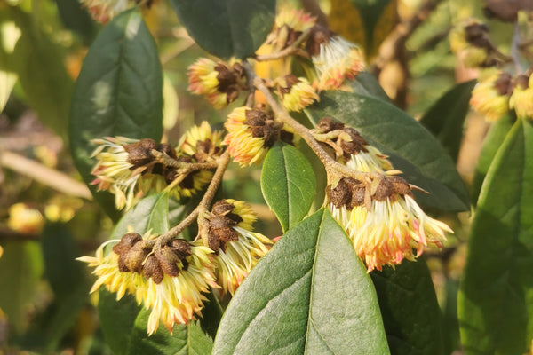 Sycopsis sinensis - Chinese Fighazel - Jurassicplants Nurseries