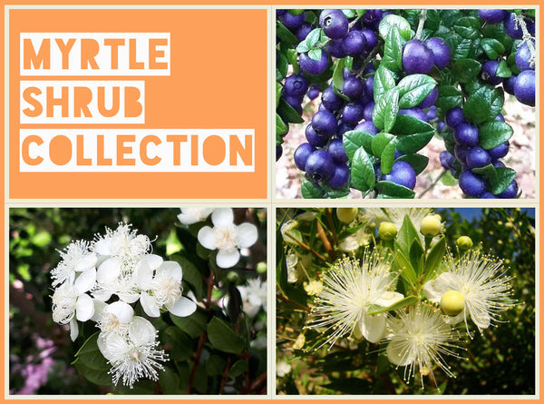 Myrtle Shrub Collection - Myrtus, Luma, Rhapithamnus - Jurassicplants ...