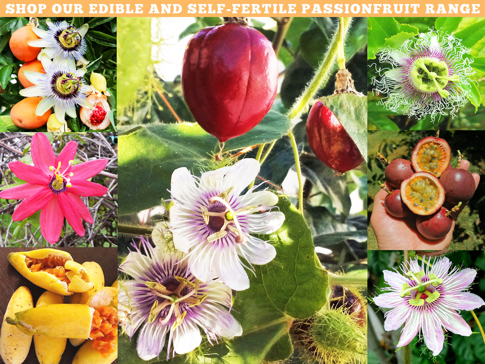 Hardy trees and shrubs, rare plants, exotic fruit trees by mail order