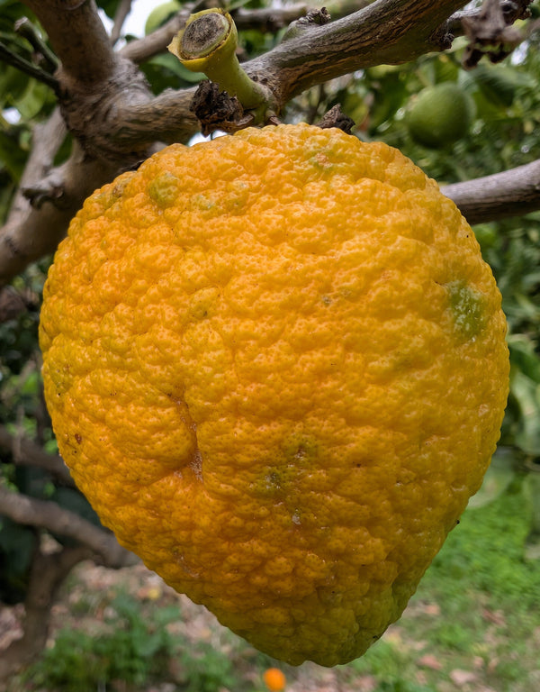 Citrus medica - Citron, Cedro, French Lemon - Jurassicplants Nurseries