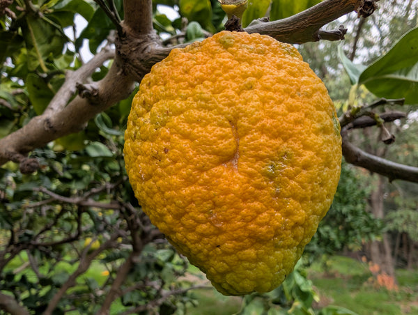Citrus medica - Citron, Cedro, French Lemon - Jurassicplants Nurseries