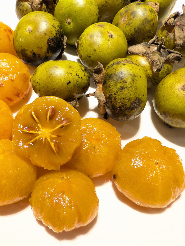 Diospyros oleifera - Green Persimmon, Oil Persimmon - Jurassicplants ...