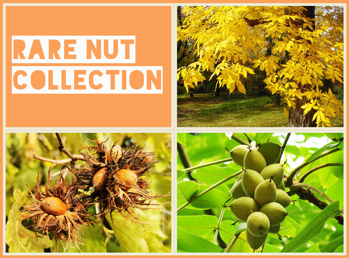 Rare Nut Collection - Jurassicplants Nurseries