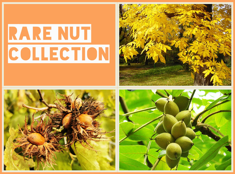 Rare Nut Collection - Jurassicplants Nurseries