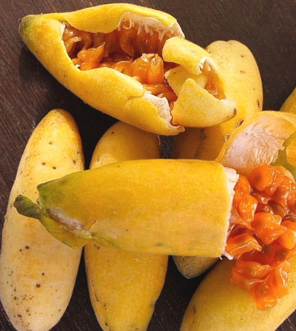 Passiflora tarminiana - Banana Passionfruit, Curuba - Jurassicplants ...