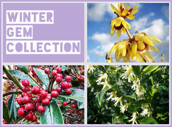 Winter Gem Collection - Jurassicplants Nurseries
