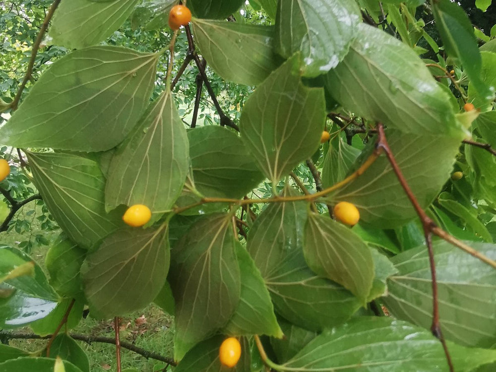 Celtis sinensis - Chinese nettle tree - Jurassicplants Nurseries