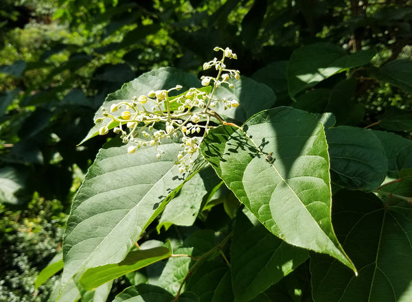 Poliothyrsis sinensis - Chinese Pearl-bloom Tree - Jurassicplants Nurseries