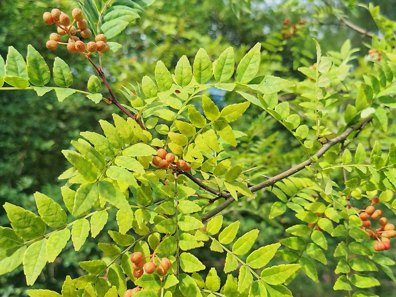 Zanthoxylum piperitum - Japanese Pepper Tree, Sansho - Jurassicplants ...