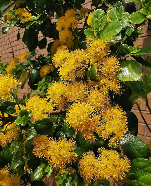 Azara serrata - Saw-toothed Azara - Jurassicplants Nurseries