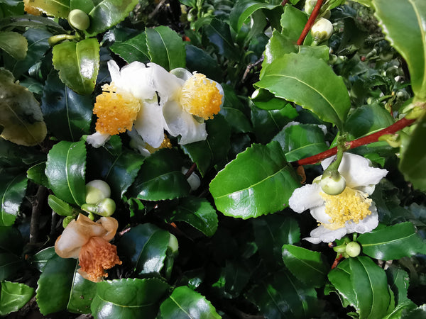 Camellia sinensis var sinensis - Tea plant - Jurassicplants Nurseries