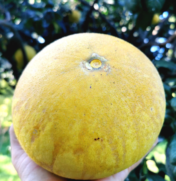 Citrus maxima - Pomelo - Jurassicplants Nurseries