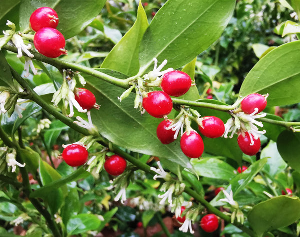 Sarcococca ruscifolia – Fragrant Sweet Box - Jurassicplants Nurseries